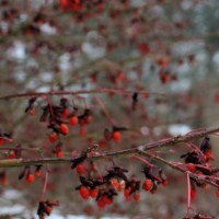 VICTORIA WALTON – journalist | photographer | videographer